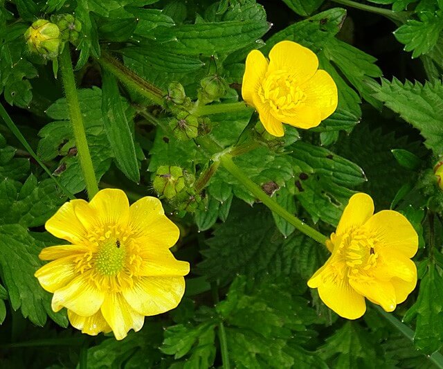 Garden Weeds: What to Know and How to Take Control