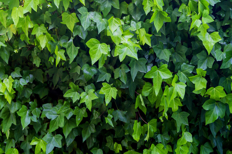 Plants For Full Shade UK Gardens | Garden Benches Blog