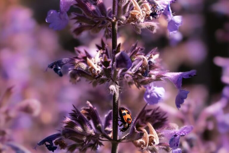 11 Types of Fly-Repellent Plant | Garden Benches Blog