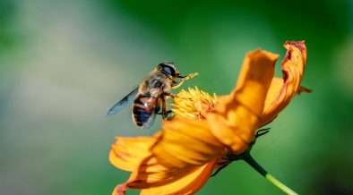16 Bee-Friendly Plants for Pollinators in Your Garden