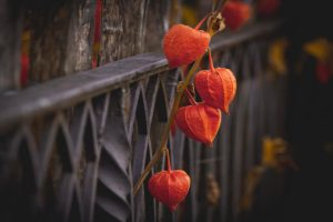25 Poisonous Garden Plants to Watch Out For in UK