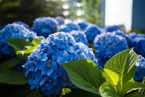 25 Poisonous Garden Plants to Watch Out For in UK